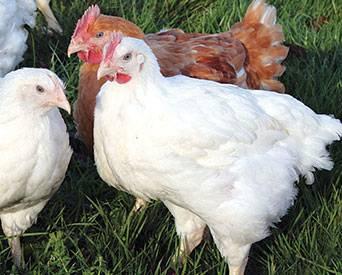 The genetic basis for improved feed efficiency | WATTPoultry.com