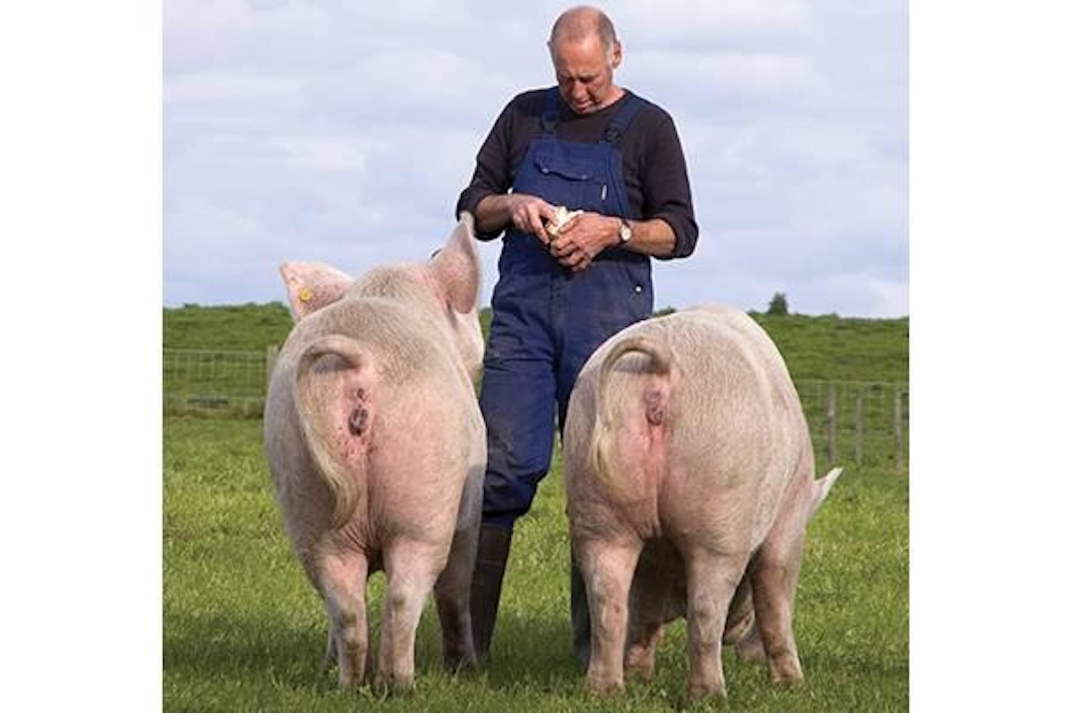 Feeding guide for gestating sows | WATTPoultry.com