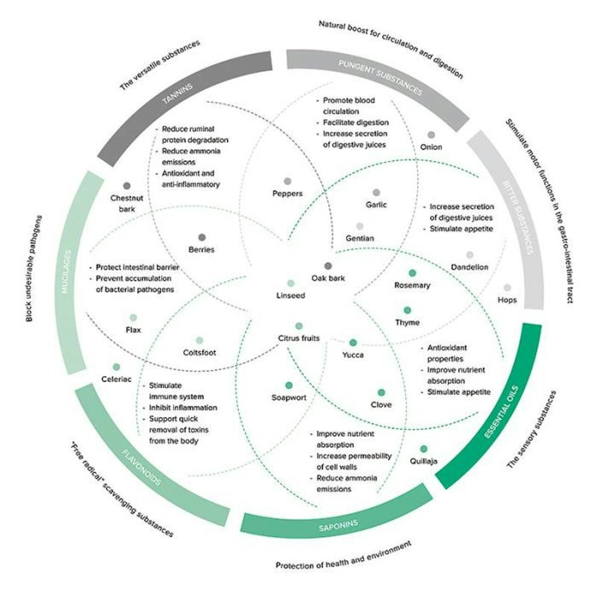 7 types of phytogenics for ABF production | WATTAgNet | WATTPoultry.com