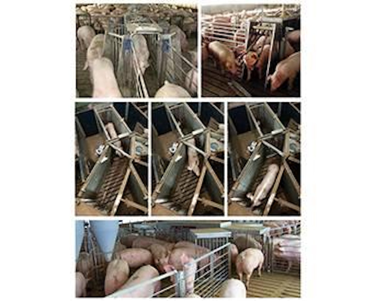 Pig sorting scales in modern pig management | WATTPoultry.com