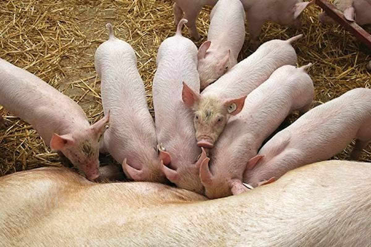 Phytase and bone mineralization in breeding pigs | WATTPoultry.com