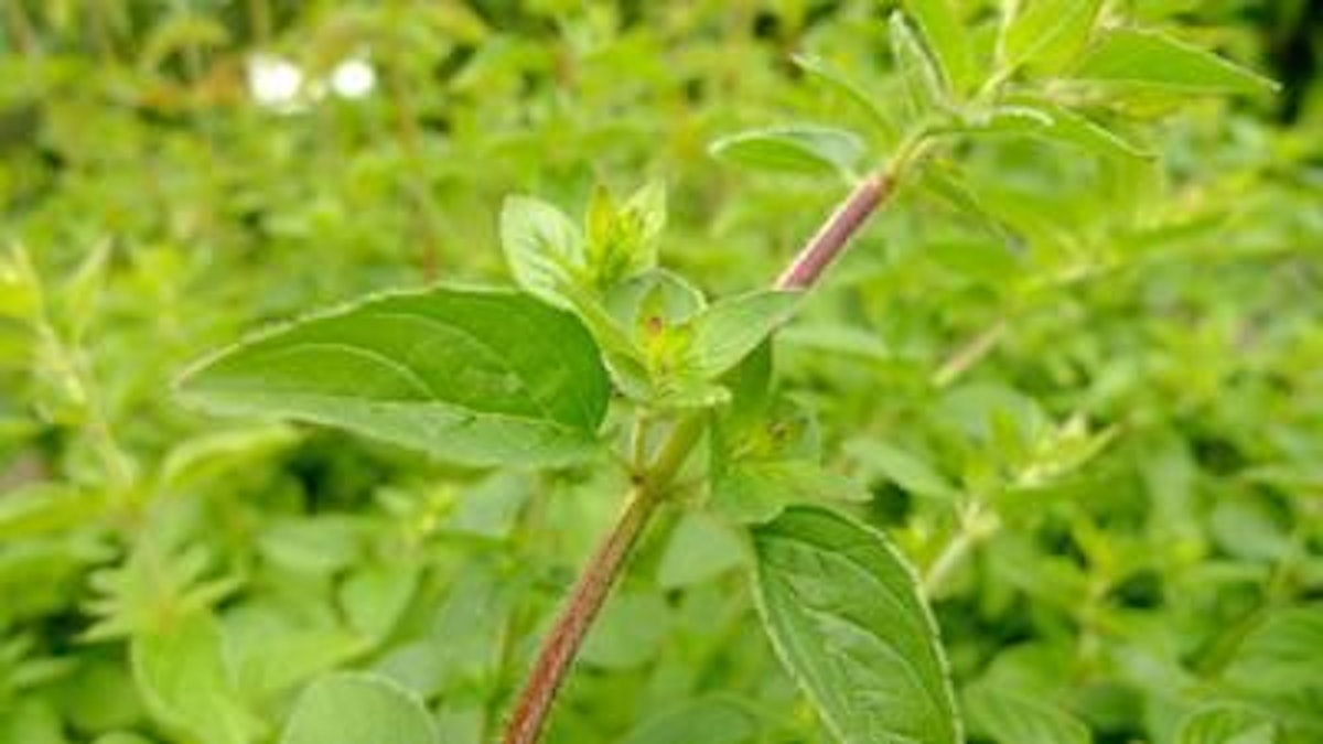 Dostofarm Dosto Sun 4Green liquid premixture | WATTPoultry.com