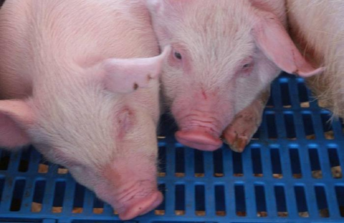 Wholestone Farms, Prestage Foods form joint venture | WATTPoultry.com