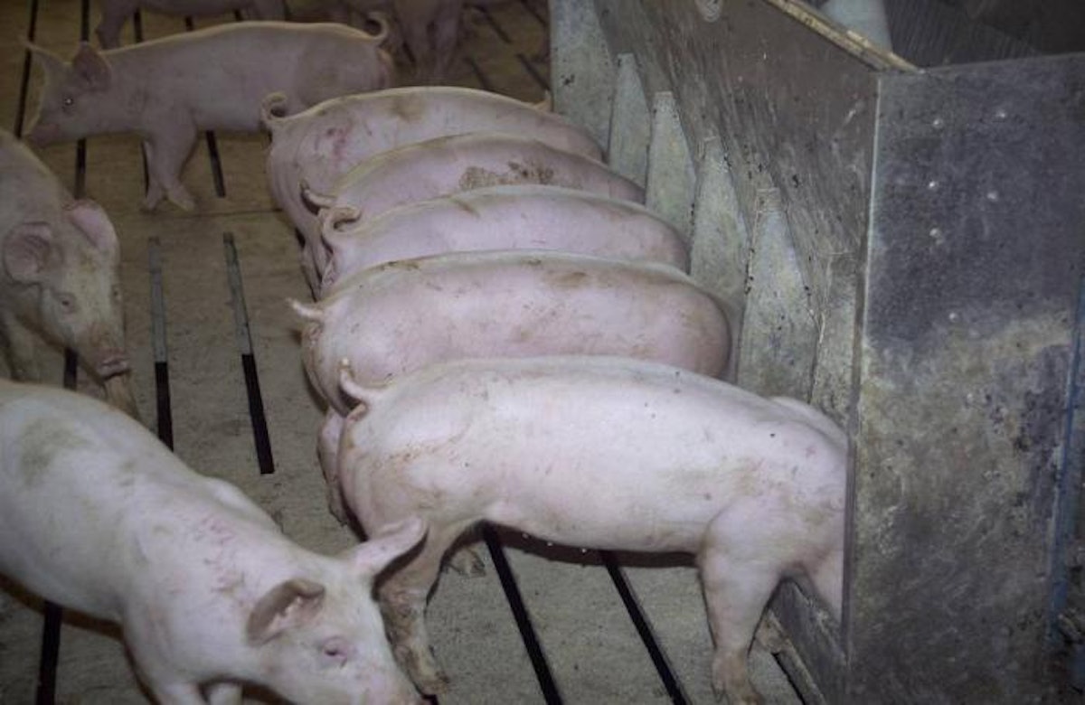 Protein in pig diets: Meeting needs, avoiding excess | WATTPoultry.com