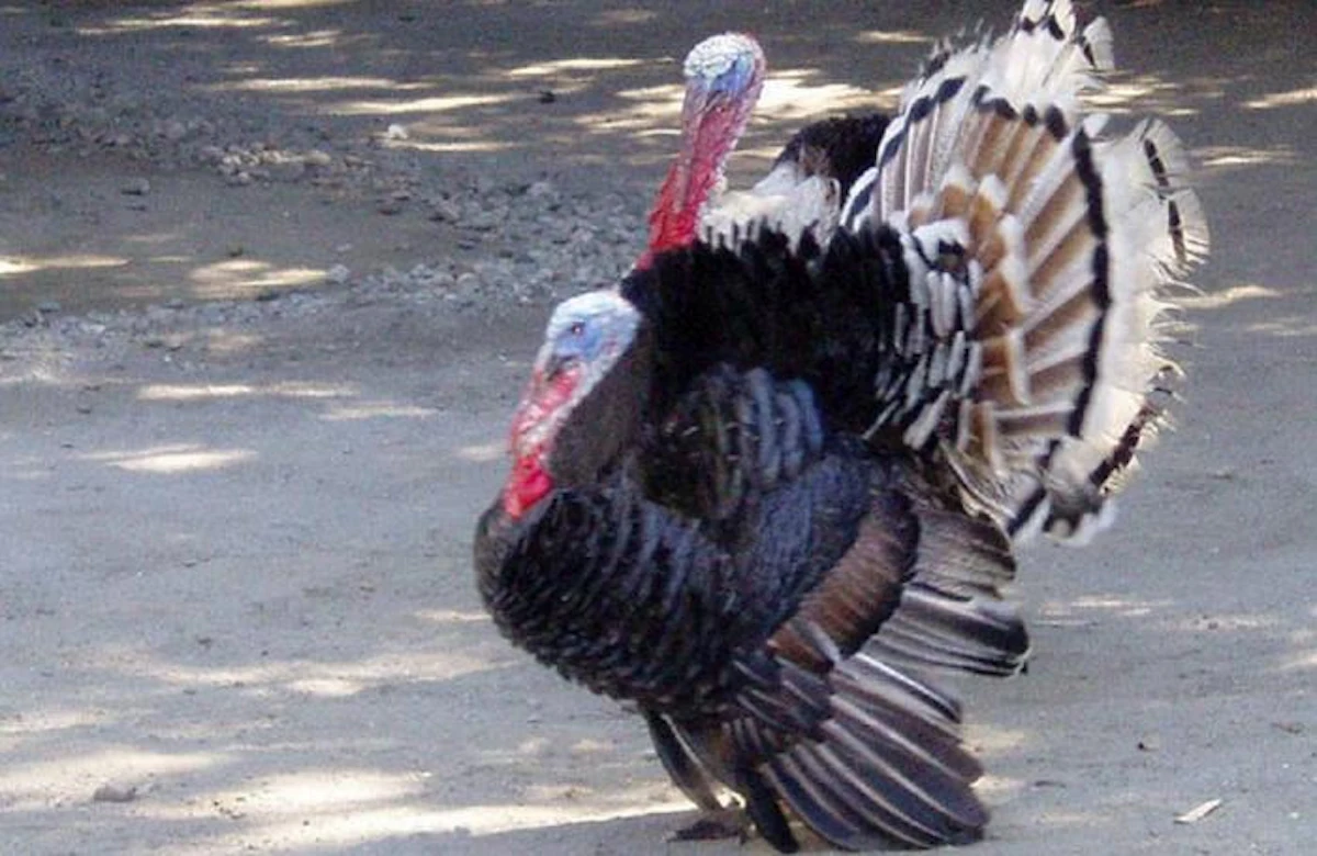 En Ecuador crían 1.45 millones de pavos para diciembre | WATTAgNet ...