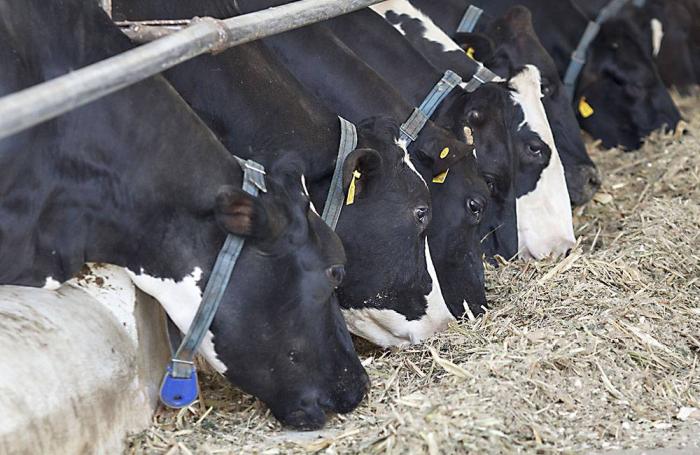Total mixed ration system for dairy cows: benefits, drawbacks ...