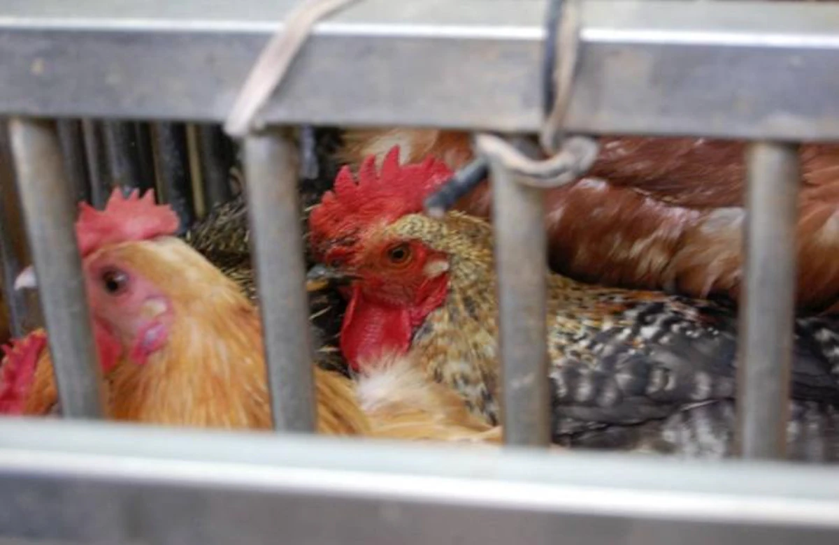 Biosecurity for poultry without a line of separation | WATTAgNet ...