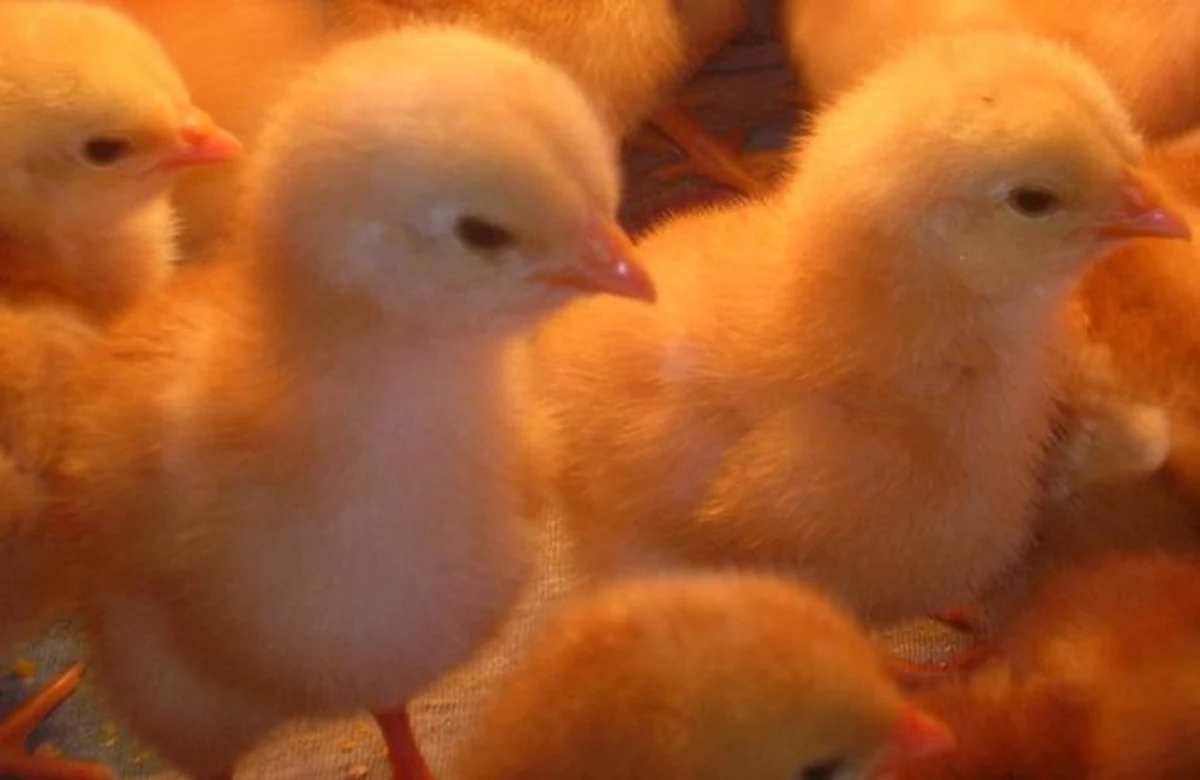 Tyson Foods considers building new Arkansas hatchery | WATTAgNet ...