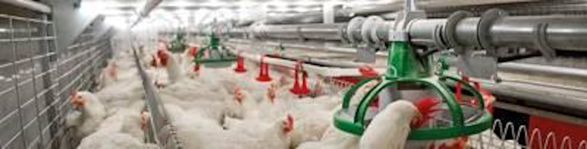 Vencomatic Veranda Breeder group housing system From: Vencomatic ...