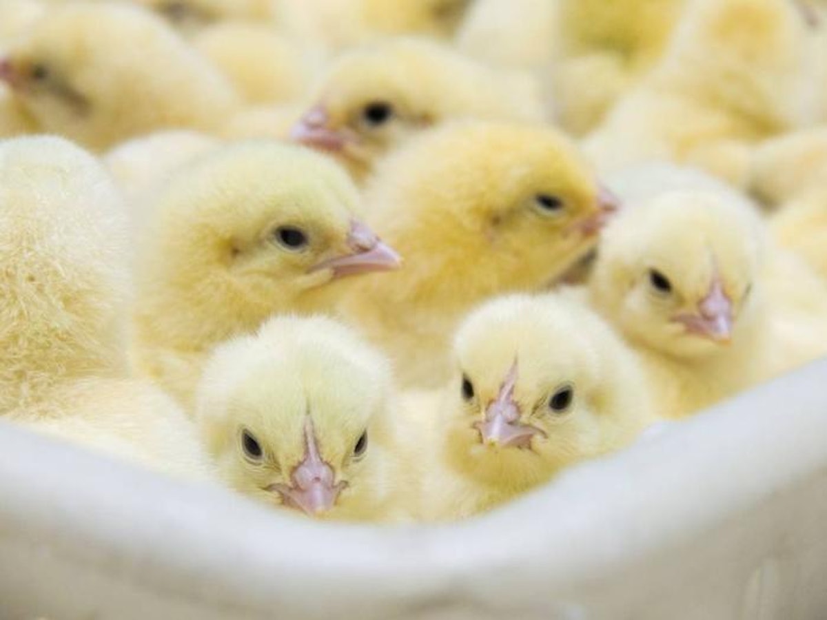 Puntos clave en la retención y transporte de pollitos | WATTAgNet ...