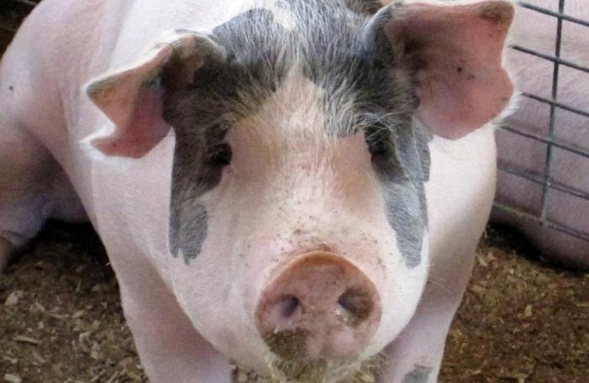 WENS Group expands operations into Northeast China | WATTAgNet ...