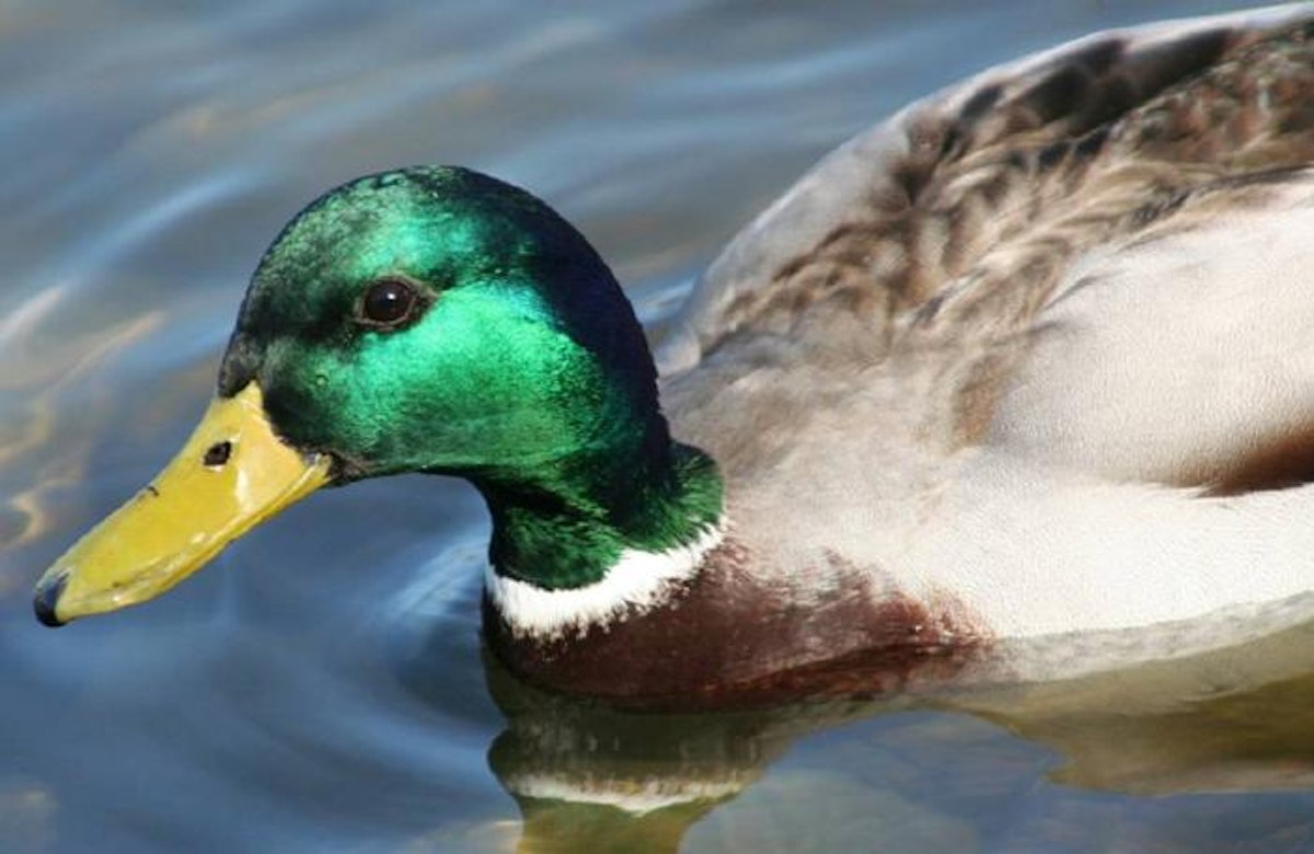 H5 avian flu found in samples from Oregon duck | WATTAgNet ...