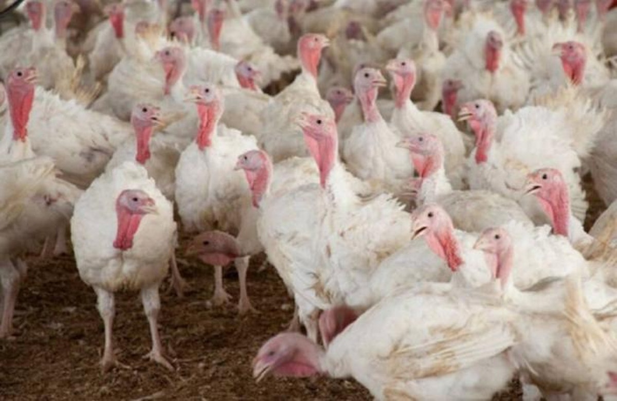 Zacky Farms unable ‘to keep up with business as usual’ | WATTAgNet ...