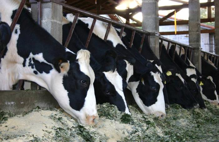 Diamond V’s NutriTek optimizes dairy cows' genetic potential ...
