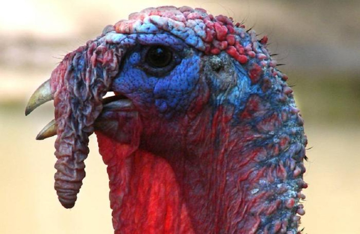 6,000 turkeys die in Minnesota farm fire | WATTAgNet | WATTPoultry.com