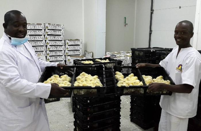 Hybrid Poultry opens new Cobb parent hatchery in Zambia | WATTAgNet ...