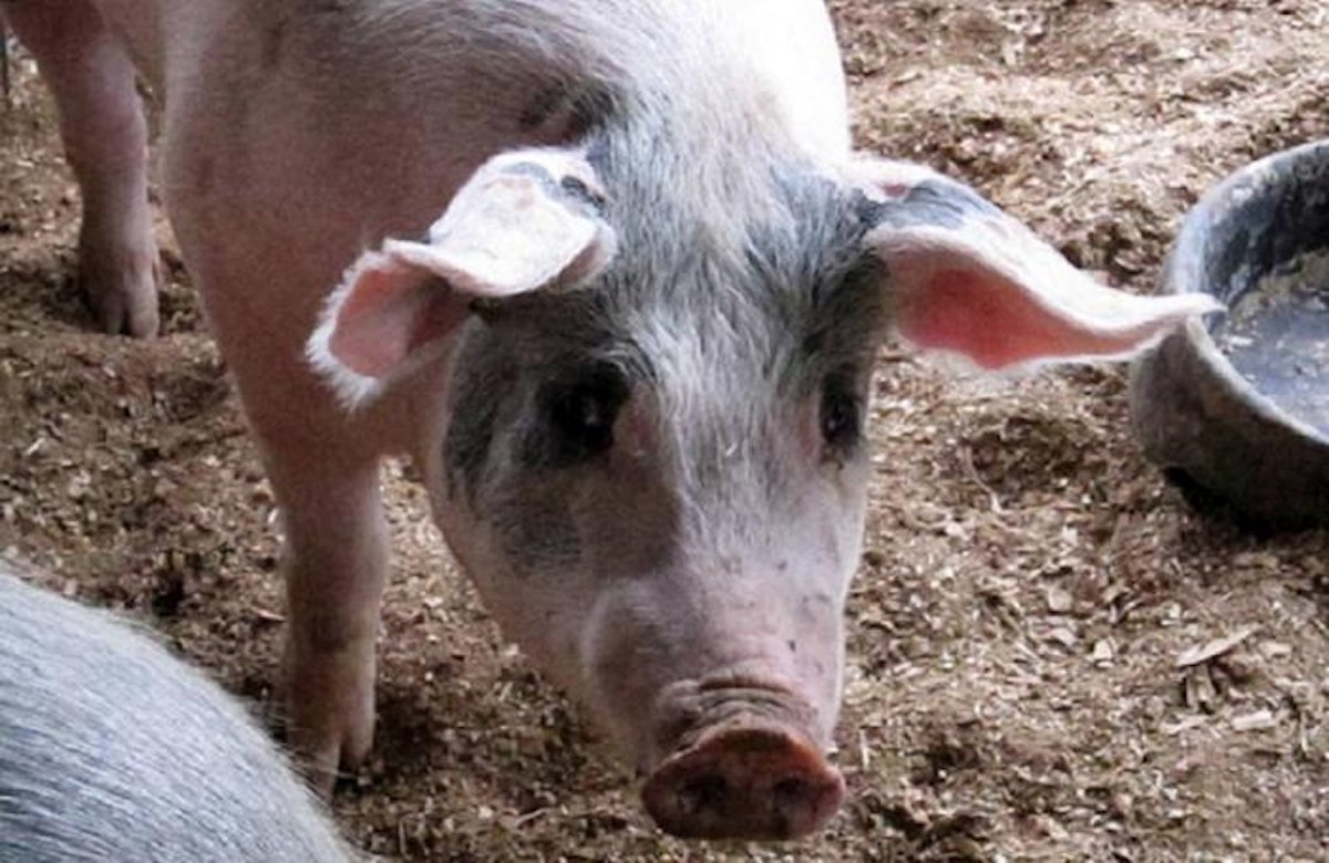 Nebraska passes bill allowing companies to own pigs | WATTAgNet ...