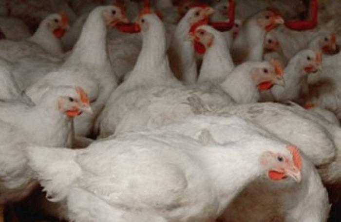VIV MEA session to offer look at region’s poultry sector | WATTAgNet ...