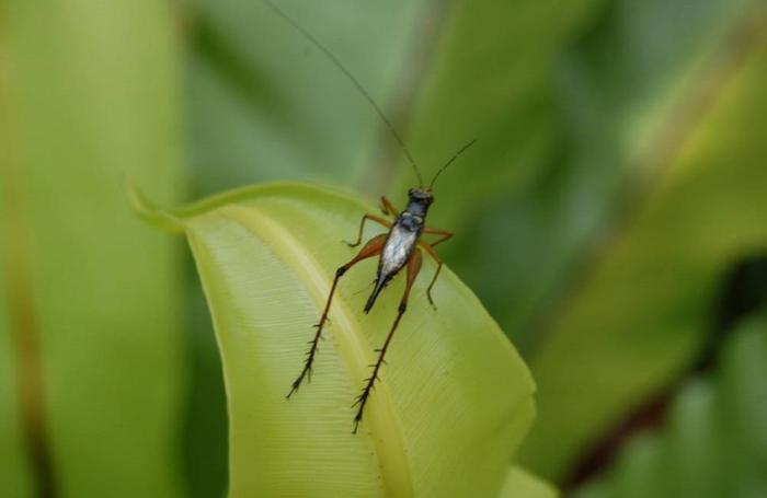 Infographic: Insect protein as an alternative feed ingredient ...