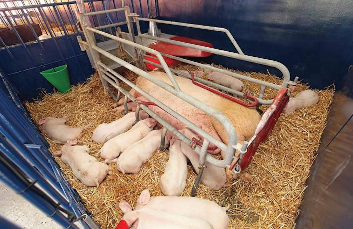 How sow nutrition impacts gestation, milk production | WATTAgNet ...
