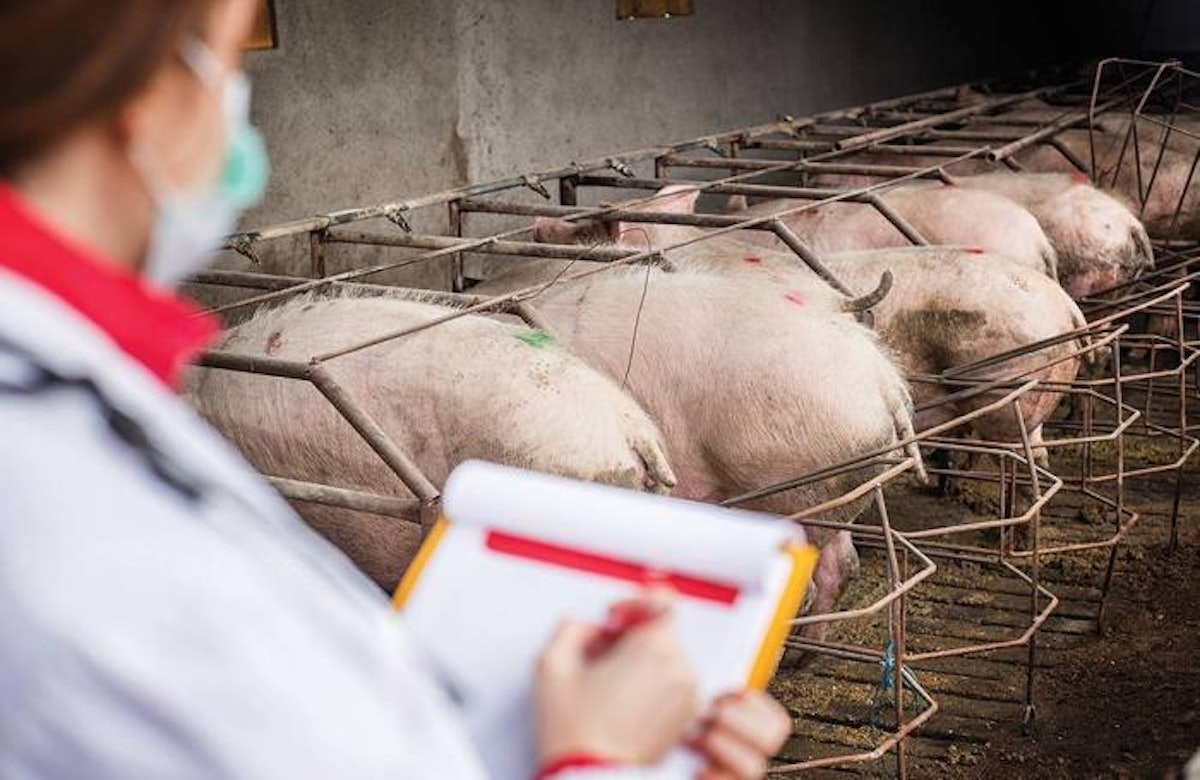 Understanding pseudorabies in pigs leads to prevention | WATTAgNet ...