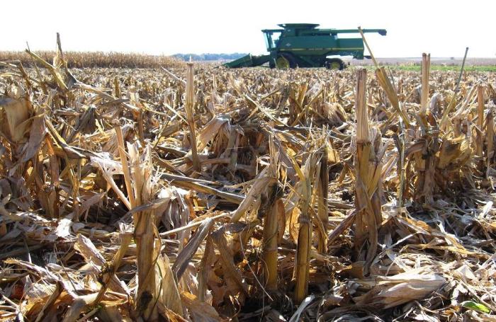 Fumonisin reported in corn in additional US state | WATTAgNet ...