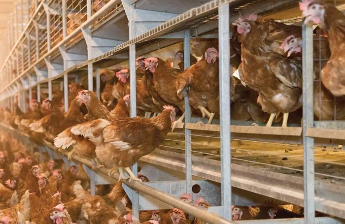 8 tips for feeding cage-free layers | WATTAgNet | WATTPoultry.com