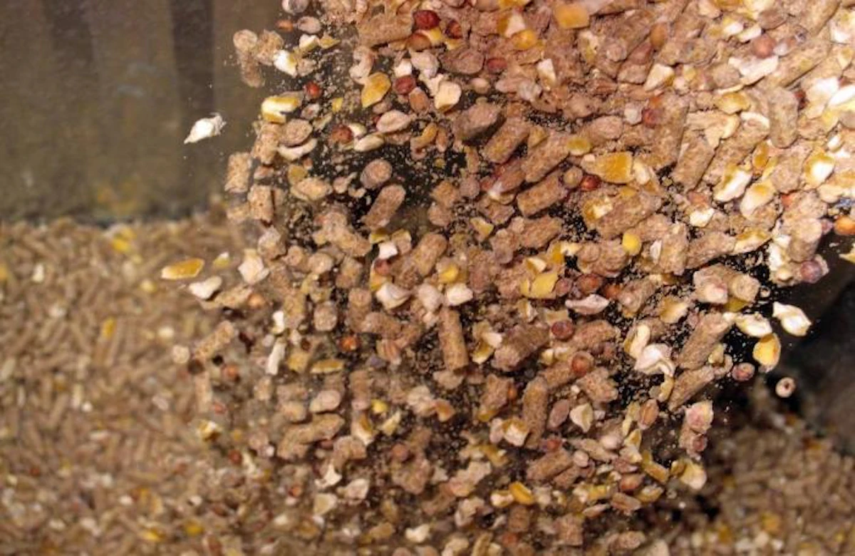 Rwandan farmers struggle to manage animal feed costs | WATTAgNet ...
