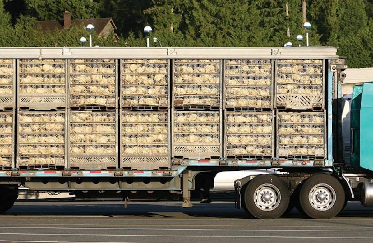 Campylobacter can be spread in broiler transport coops | WATTAgNet ...
