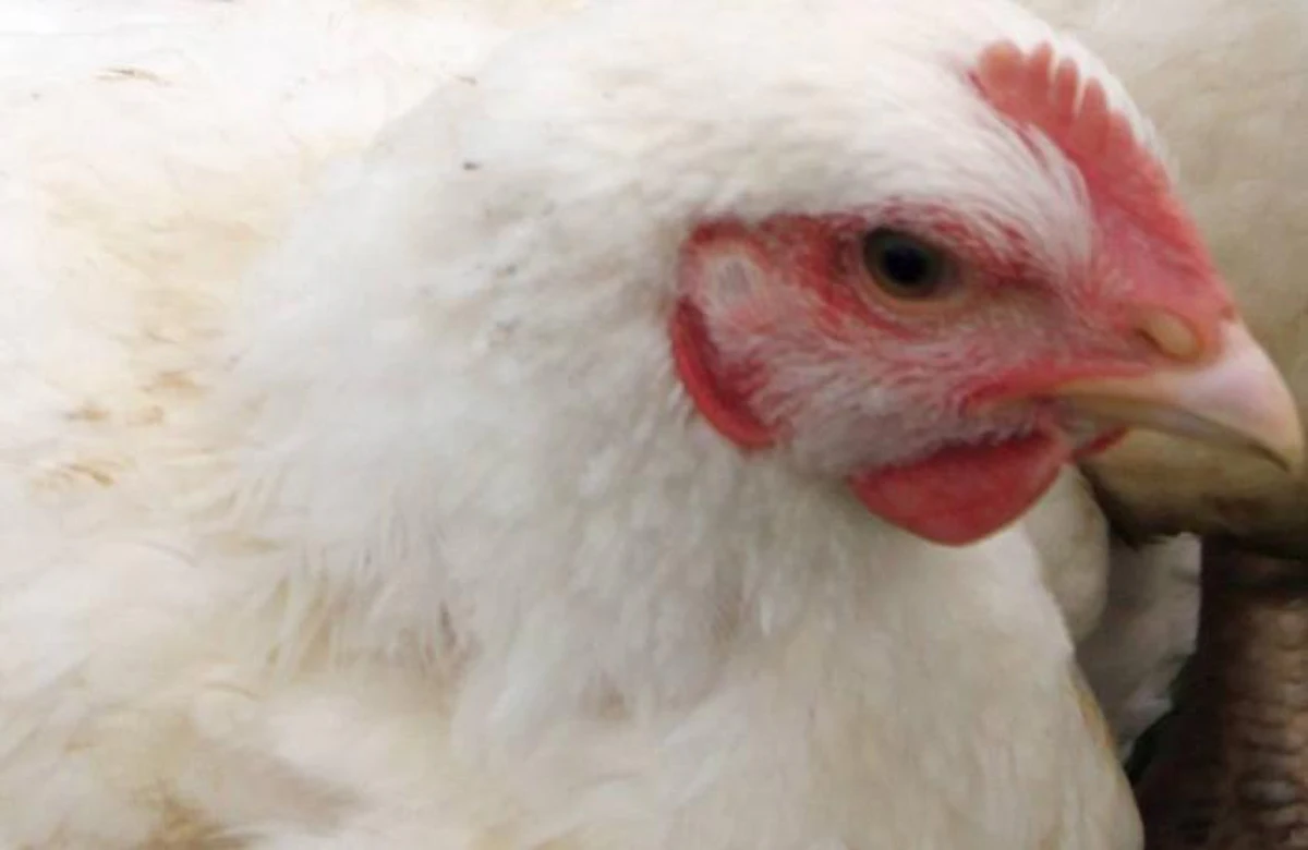 Avi-Top of Romania expanding poultry production | WATTAgNet ...