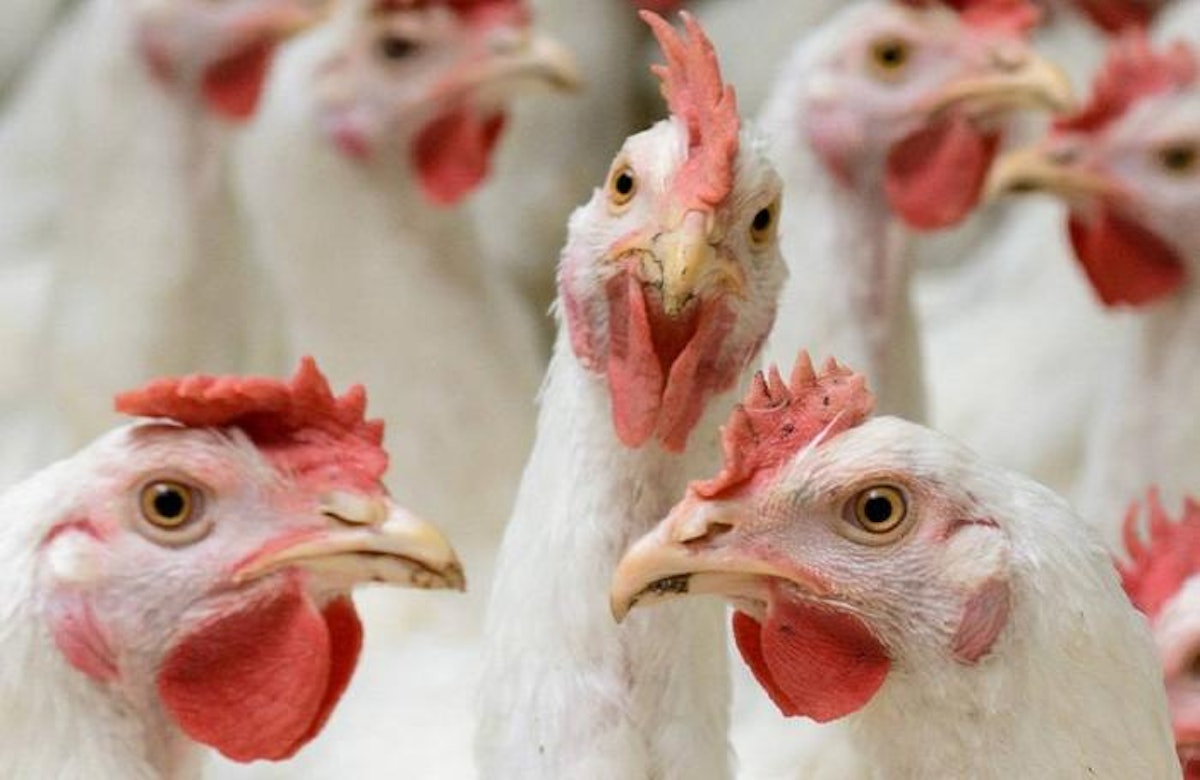 Tegel Foods poultry farm denied in New Zealand | WATTAgNet ...