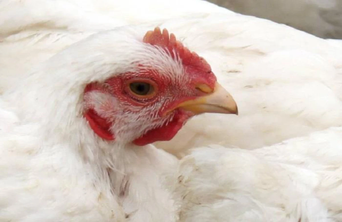 Broiler, pig production costs dip in Brazil | WATTAgNet | WATTPoultry.com