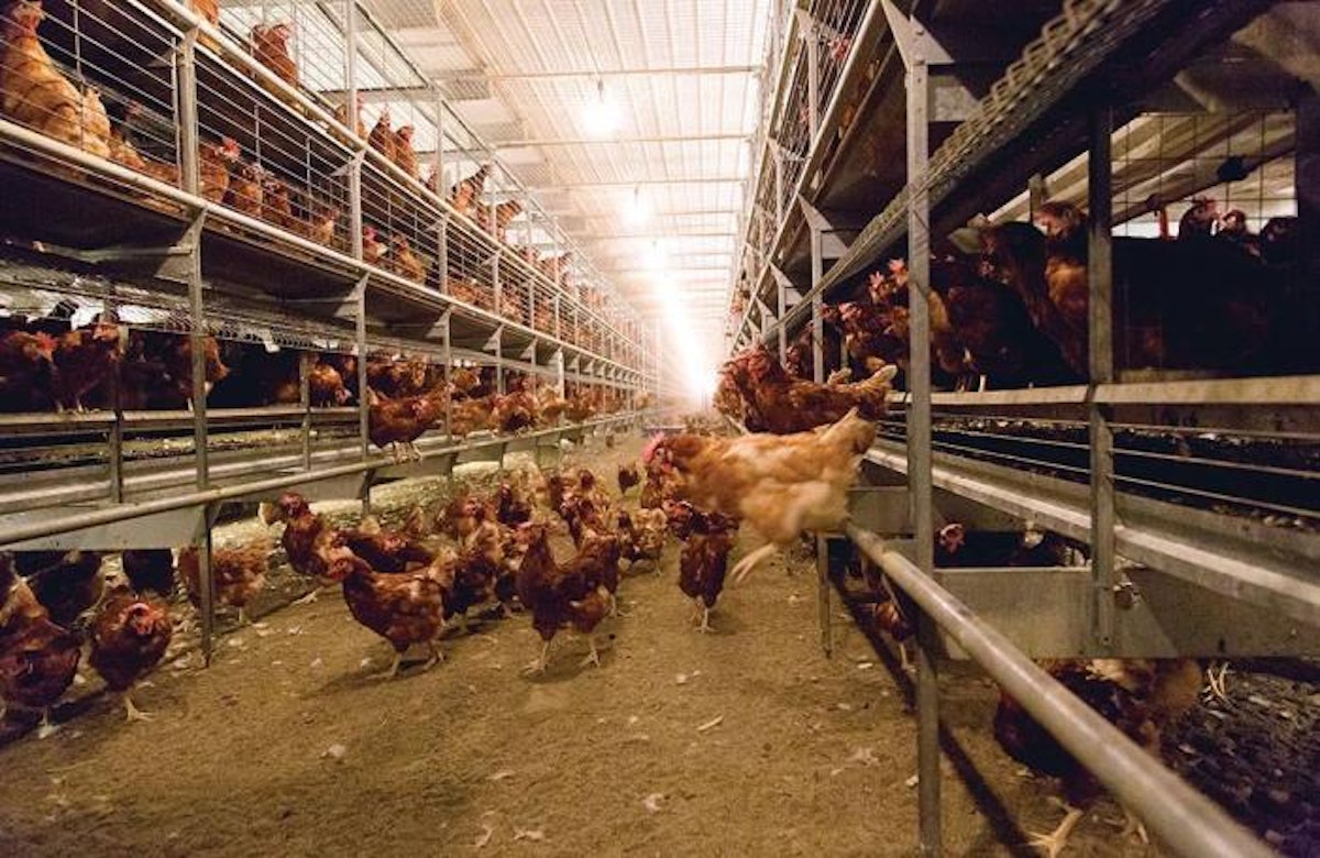 4 ways to improve laying hen bone strength | WATTAgNet | WATTPoultry.com