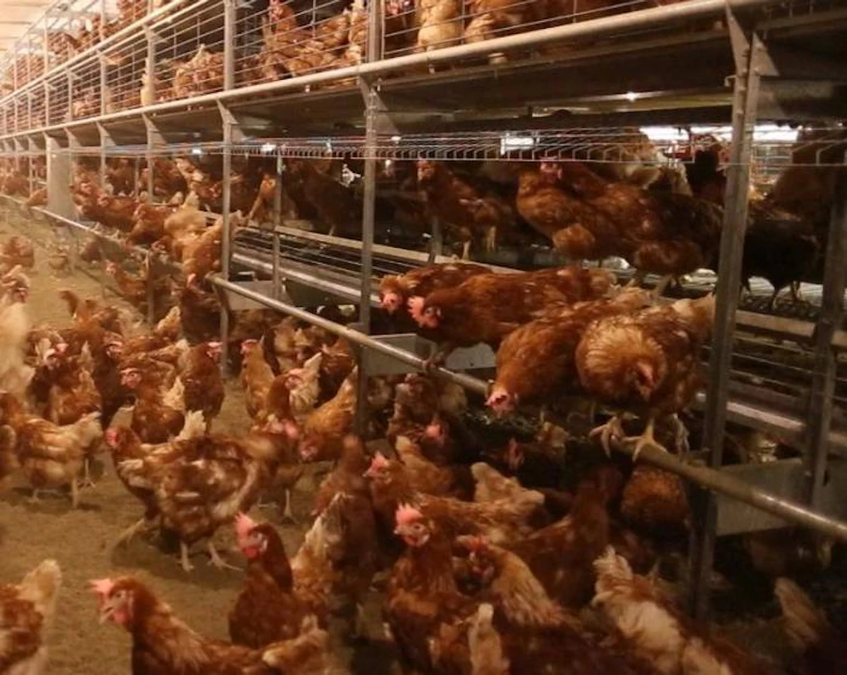 Can a cage-free layer housing system have a door? | WATTAgNet ...