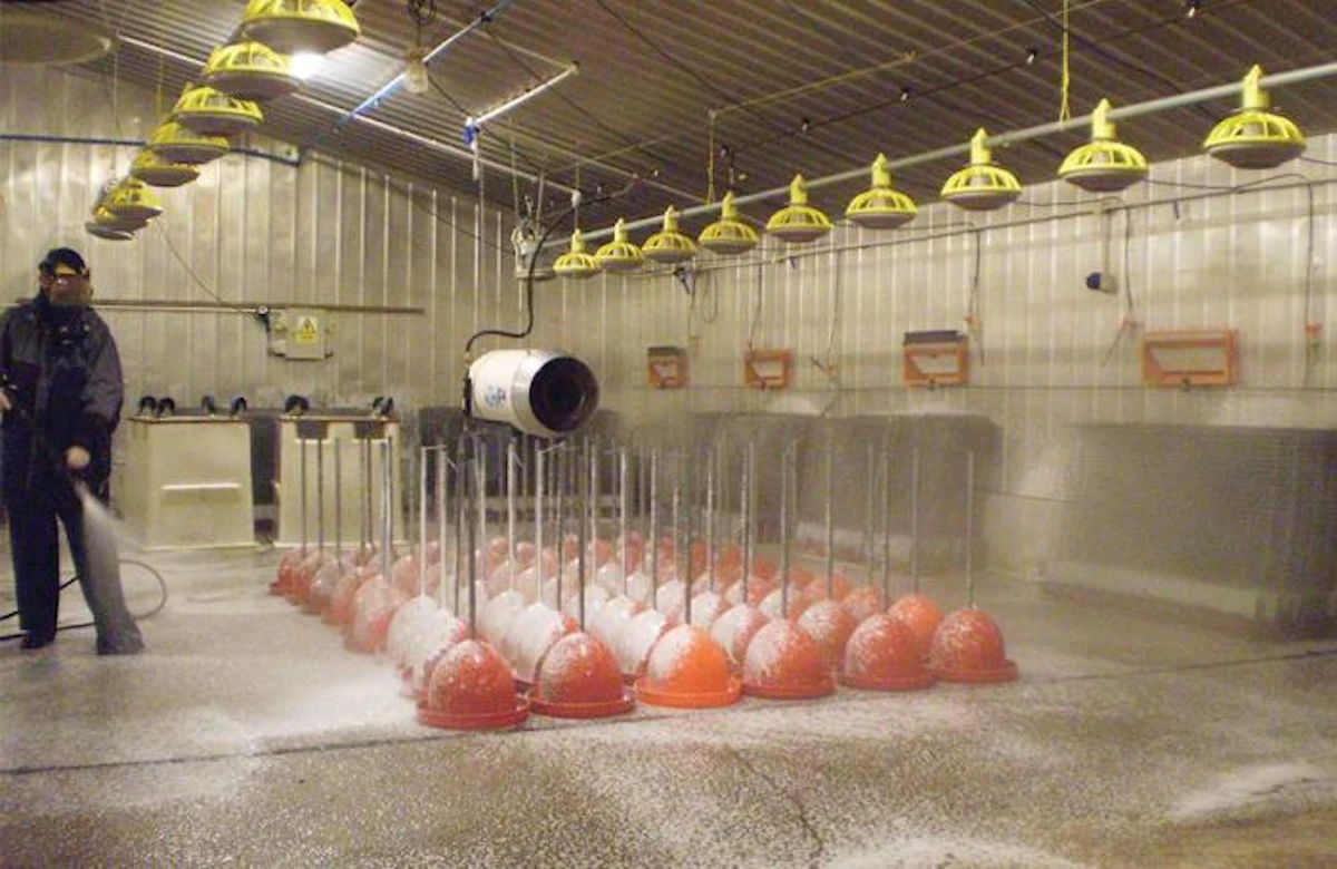 INFOGRAPHIC: Best practices for poultry house cleaning and disinfection ...