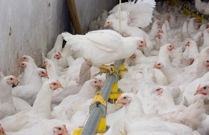 Cargill, Jollibee to build poultry plant in Philippines | WATTAgNet ...