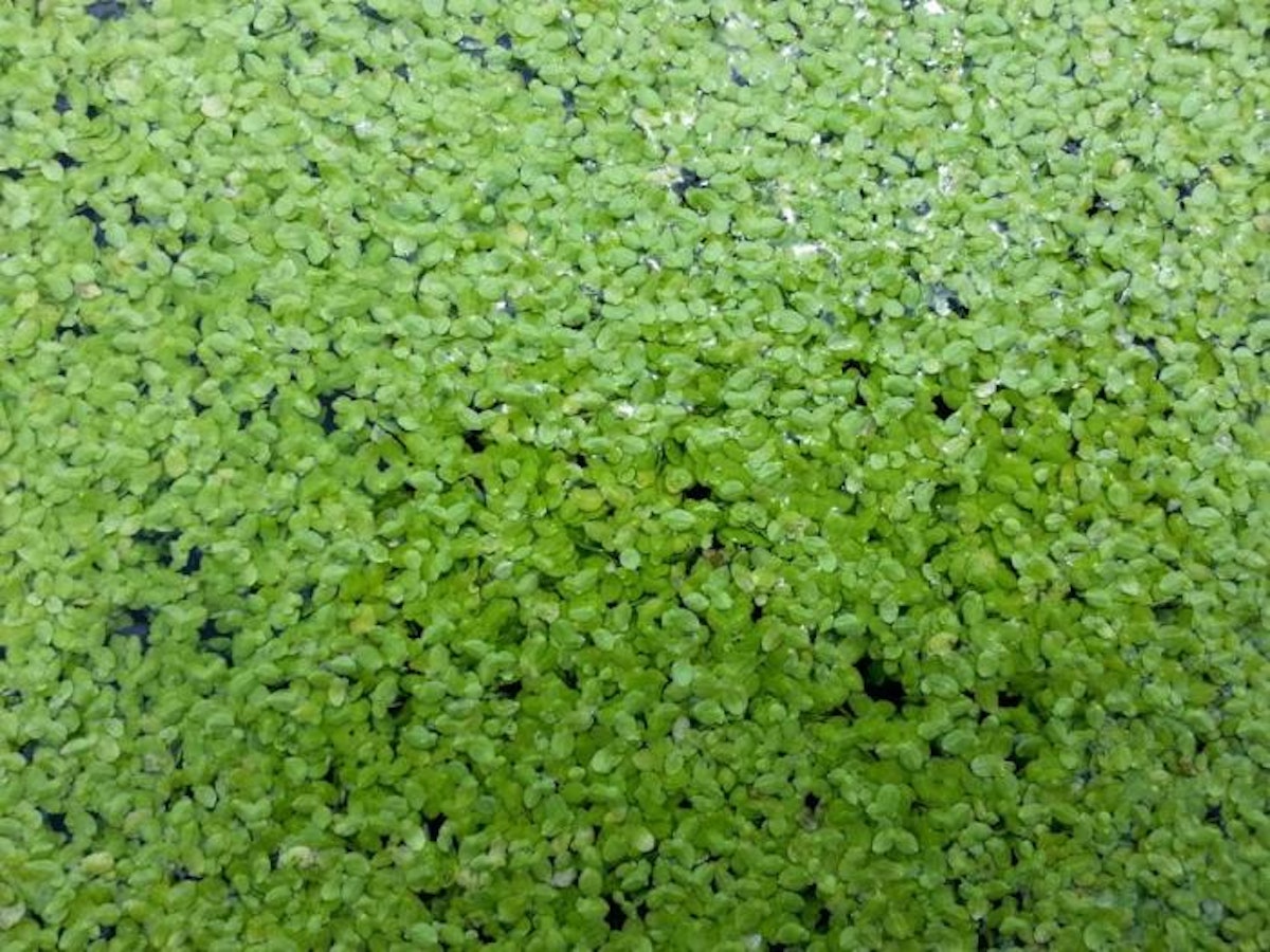 Lemna offers low-cost protein for poultry, pig diets | WATTAgNet ...