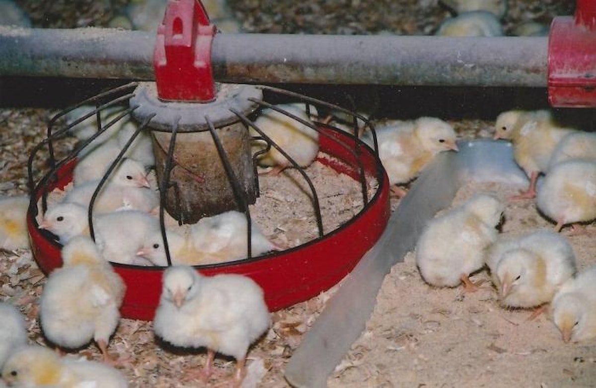 Rapid broiler growth is sustainable and not inhumane | WATTAgNet ...