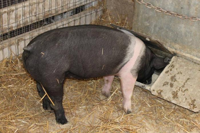 Philippine pig, poultry sectors maintain growth in 2016 | WATTAgNet ...
