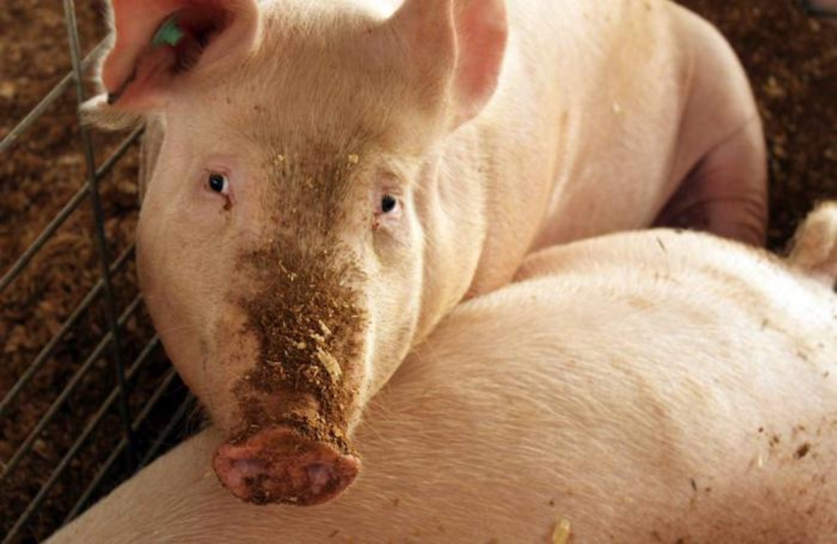 Registration open for International Pig Forum China | WATTAgNet ...