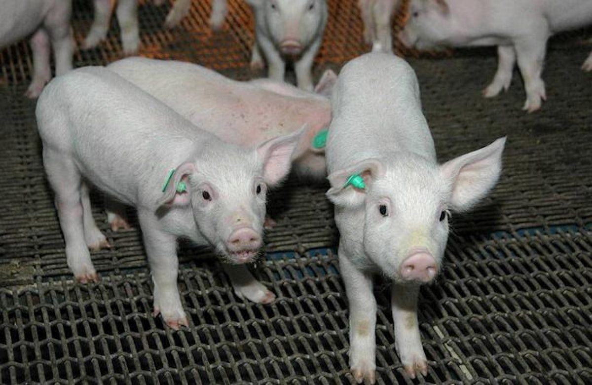 Weaning stress on piglets and their microbiota | WATTAgNet ...