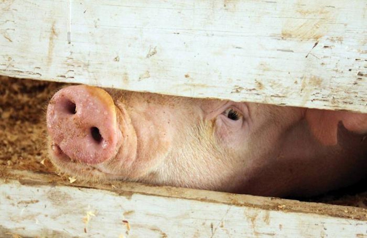 Pig, poultry enzyme growth promoter research, JAM 2016 | WATTAgNet ...