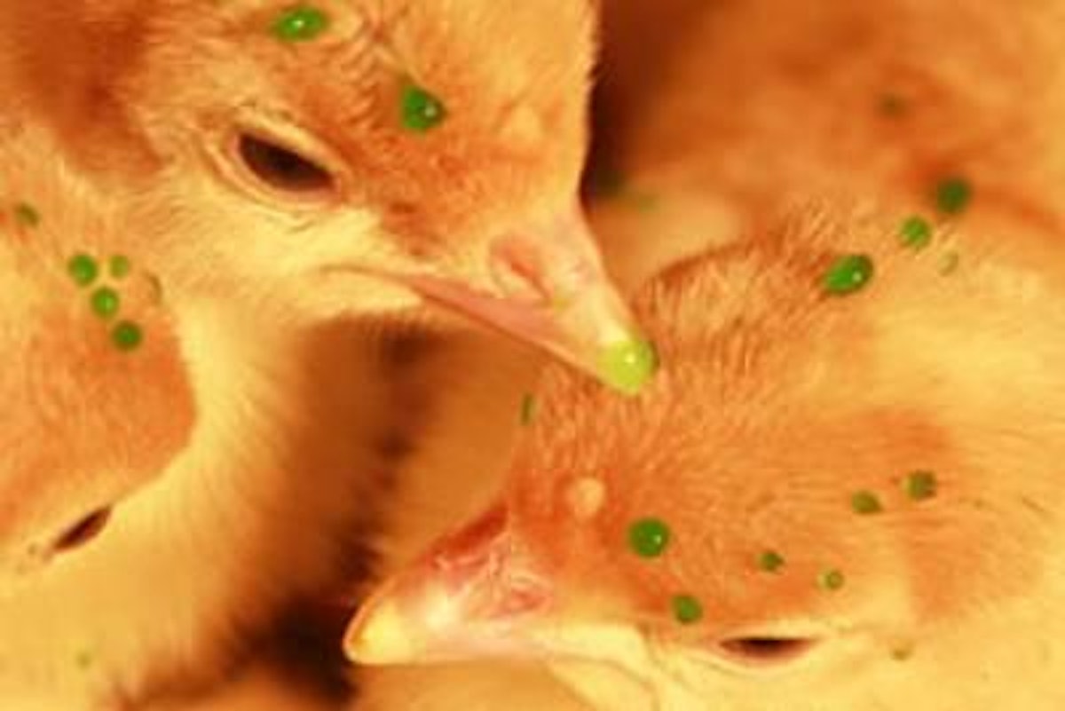 Animal Science Products Gel-Pac | WATTPoultry.com