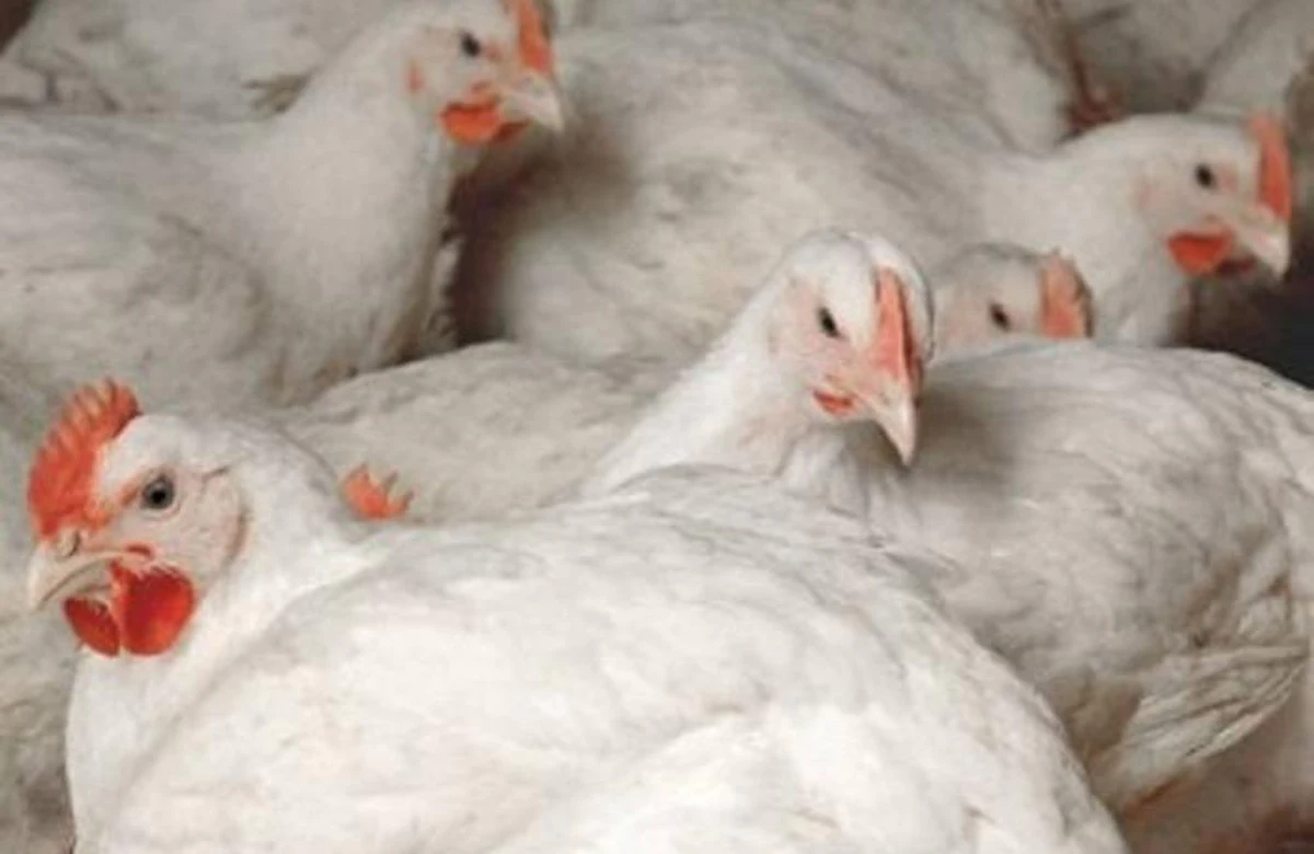 Pakistan’s Punjab poultry sector receives a boost | WATTAgNet ...