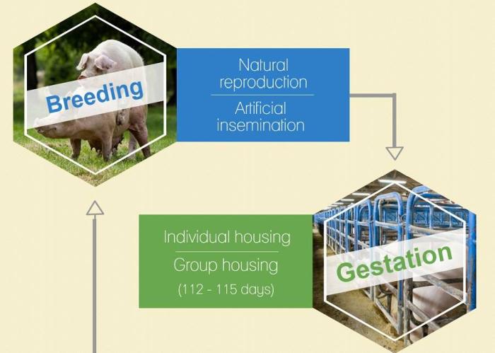 Infographic: Pig farming guide from start to finish | WATTAgNet ...