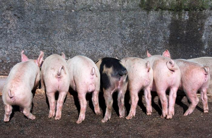 US set to produce record number of hogs in 2016 | WATTAgNet ...