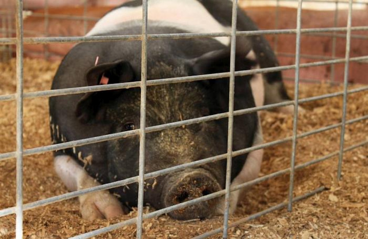 Moon Ridge Foods opens pork flagship in Missouri | WATTAgNet ...