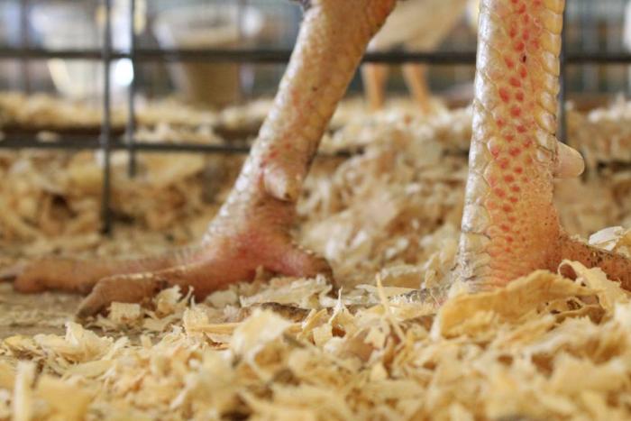 Broiler wet litter solutions through feed formulation | WATTAgNet ...