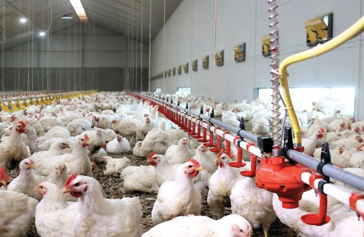 broiler chickens types