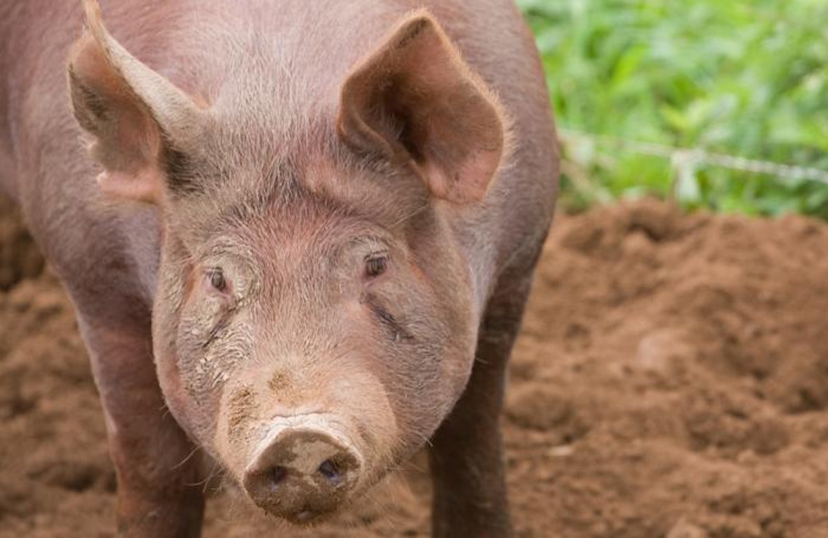 Pork origins tracked by new Colombian program | WATTAgNet | WATTPoultry.com